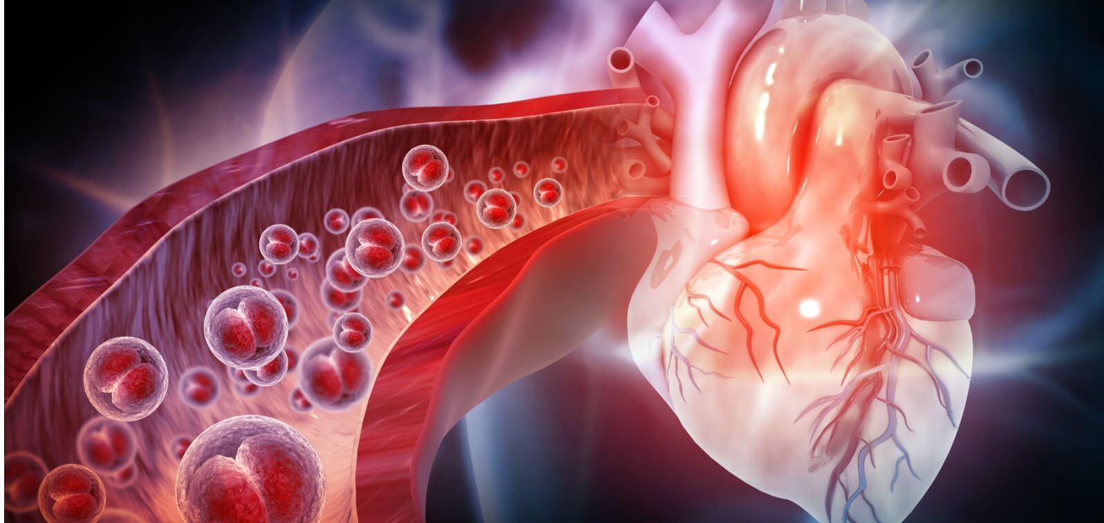 How Much Blood Is In The Human Body Healthy Directions How Much Blood Is In The Human Body Healthy Directions